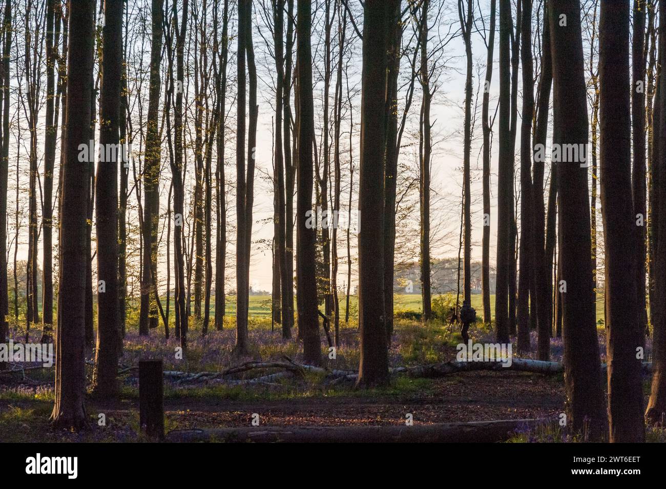 The rising sun illumingating a flowerbed of bluebells in the Hallerbos ...