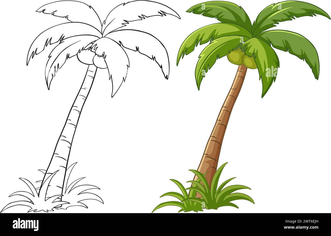 Two stages of palm tree illustration, black and white and colored Stock ...