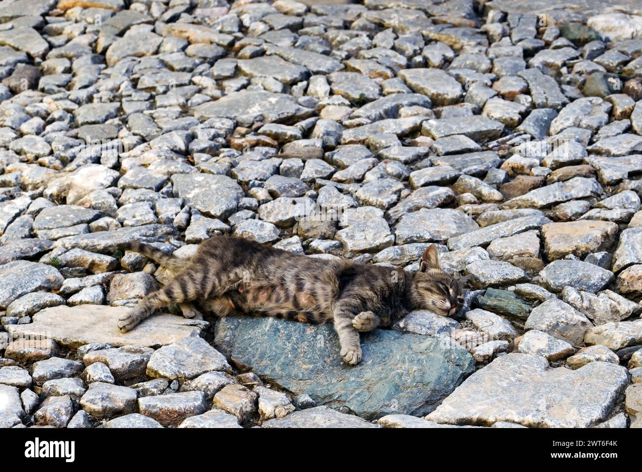 a cat rests on cobblestones Stock Photo - Alamy
