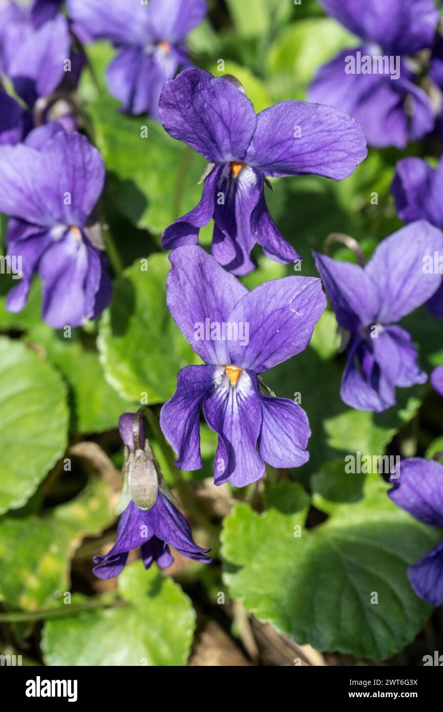 Wood violet (Viola odorata), North Rhine-Westphalia, Germany Stock ...