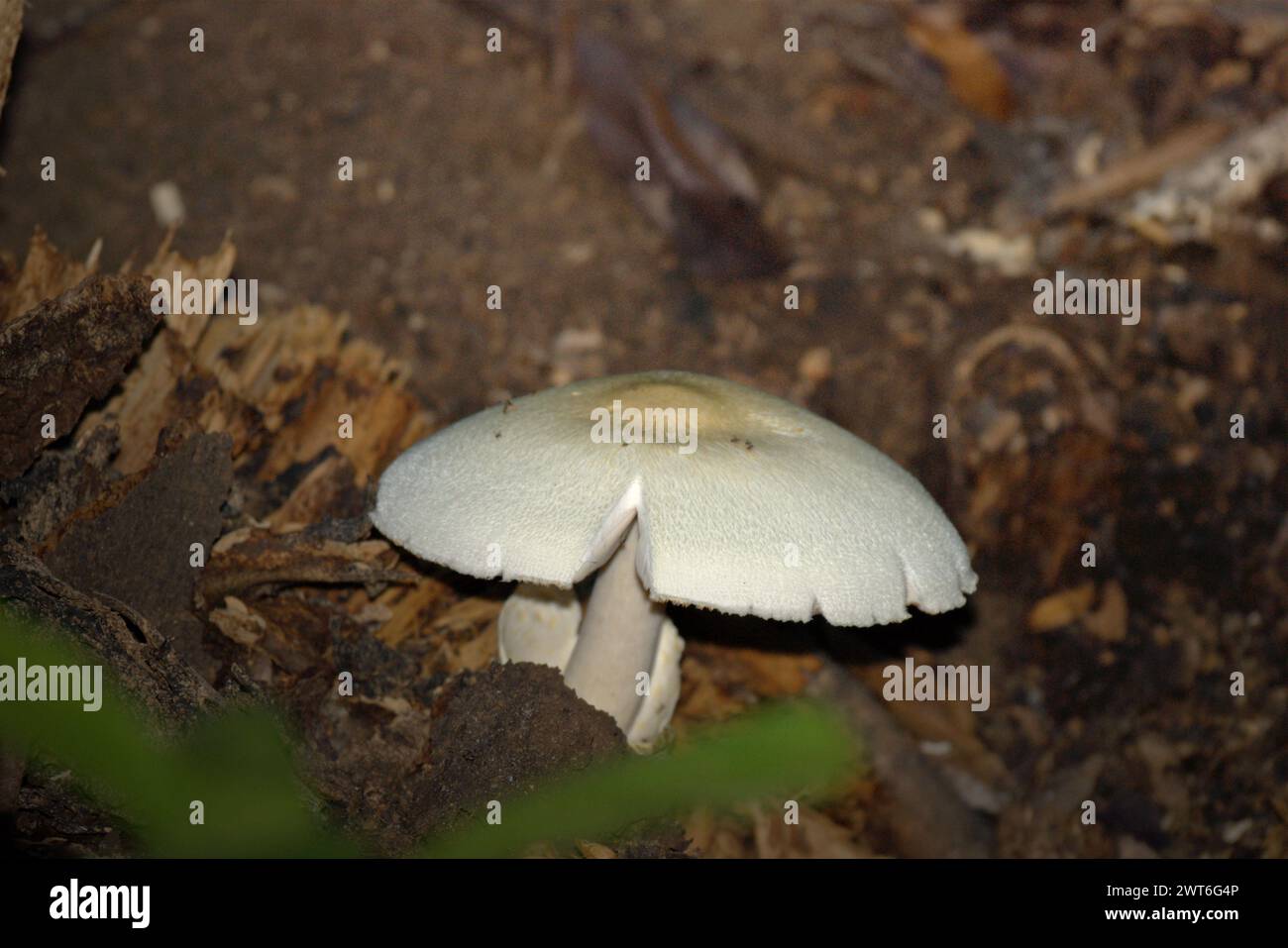 An unidentified species of fungus is photographed in Tangkoko Nature ...