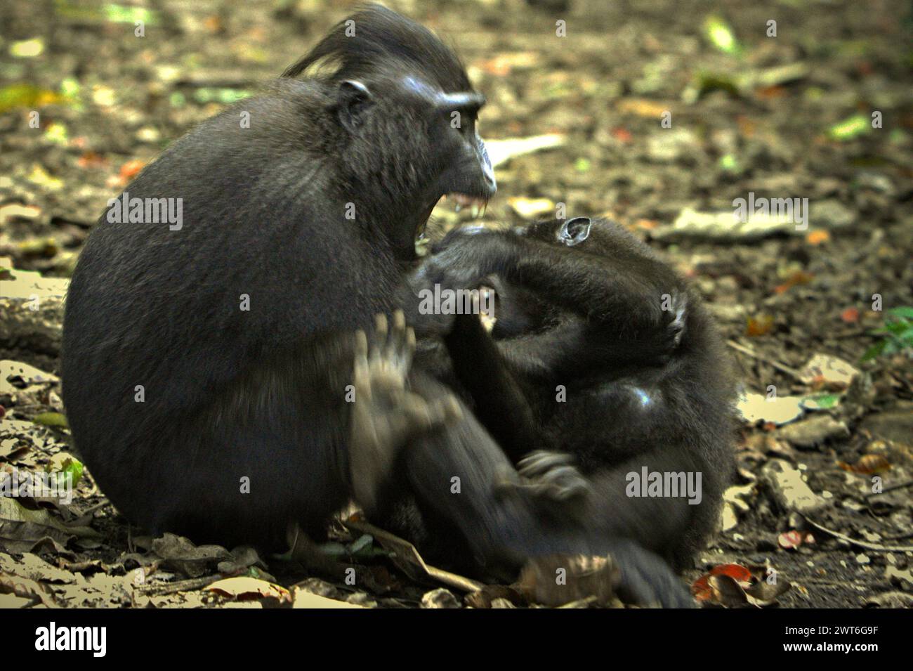 Crested macaques (Macaca nigra) are photographed on the ground, as they ...