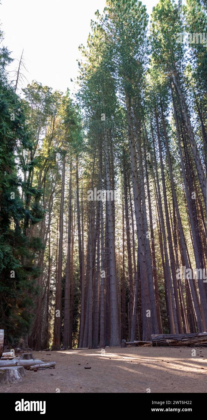 Magical pretty scenery of golden sunshine breaking through beautiful ...