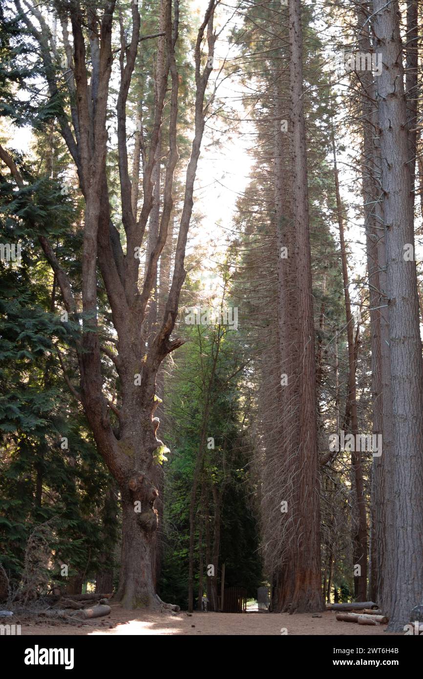 Magical pretty scenery of golden sunshine breaking through beautiful ...