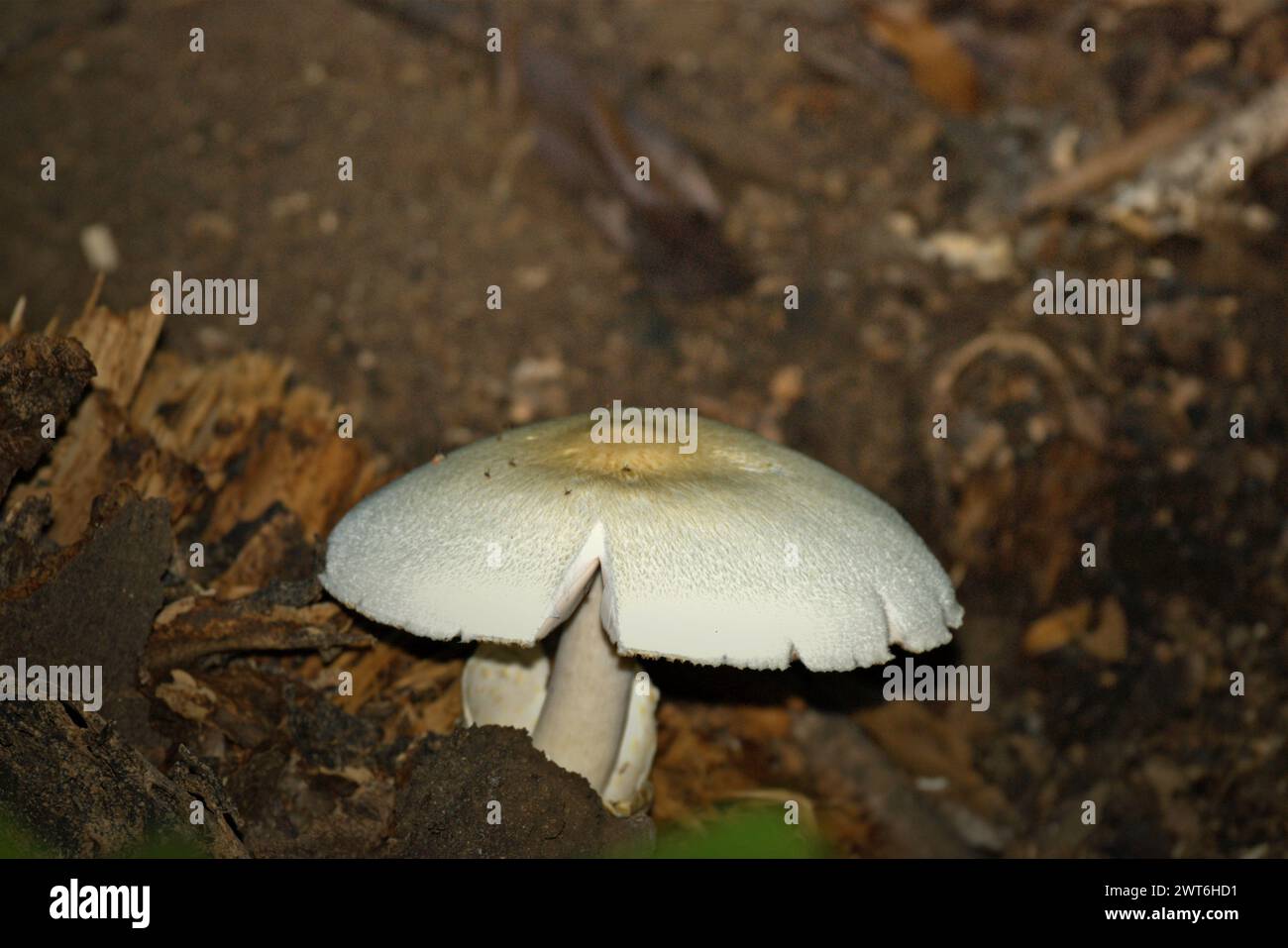 An unidentified species of fungus is photographed in Tangkoko Nature ...