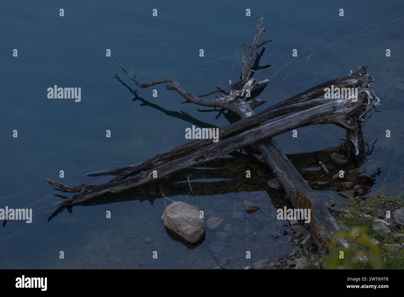 Tree branches laying in shallow water in a shore Stock Photo - Alamy