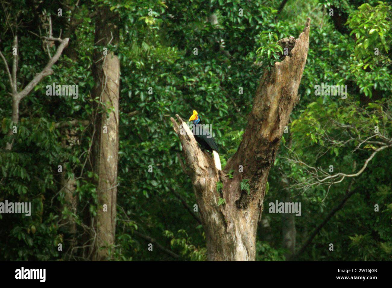 Rainforest microclimate warming hi-res stock photography and images - Alamy