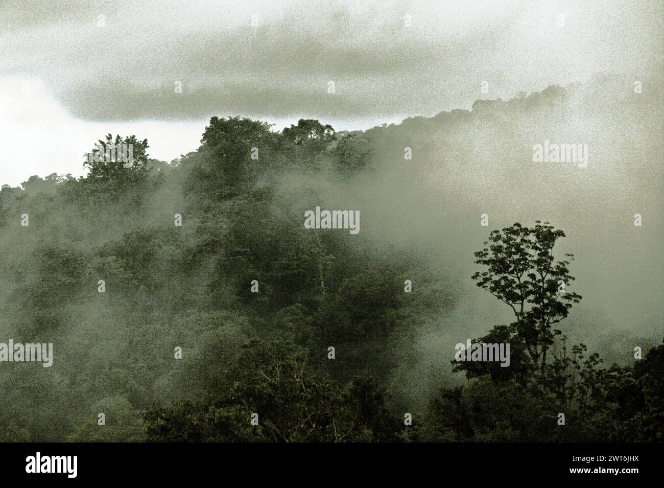 Lowland rainforest ecosystem hi-res stock photography and images - Alamy