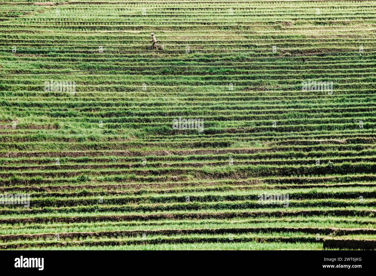 a full frame photograph of green fields with a single farmer on a bike ...