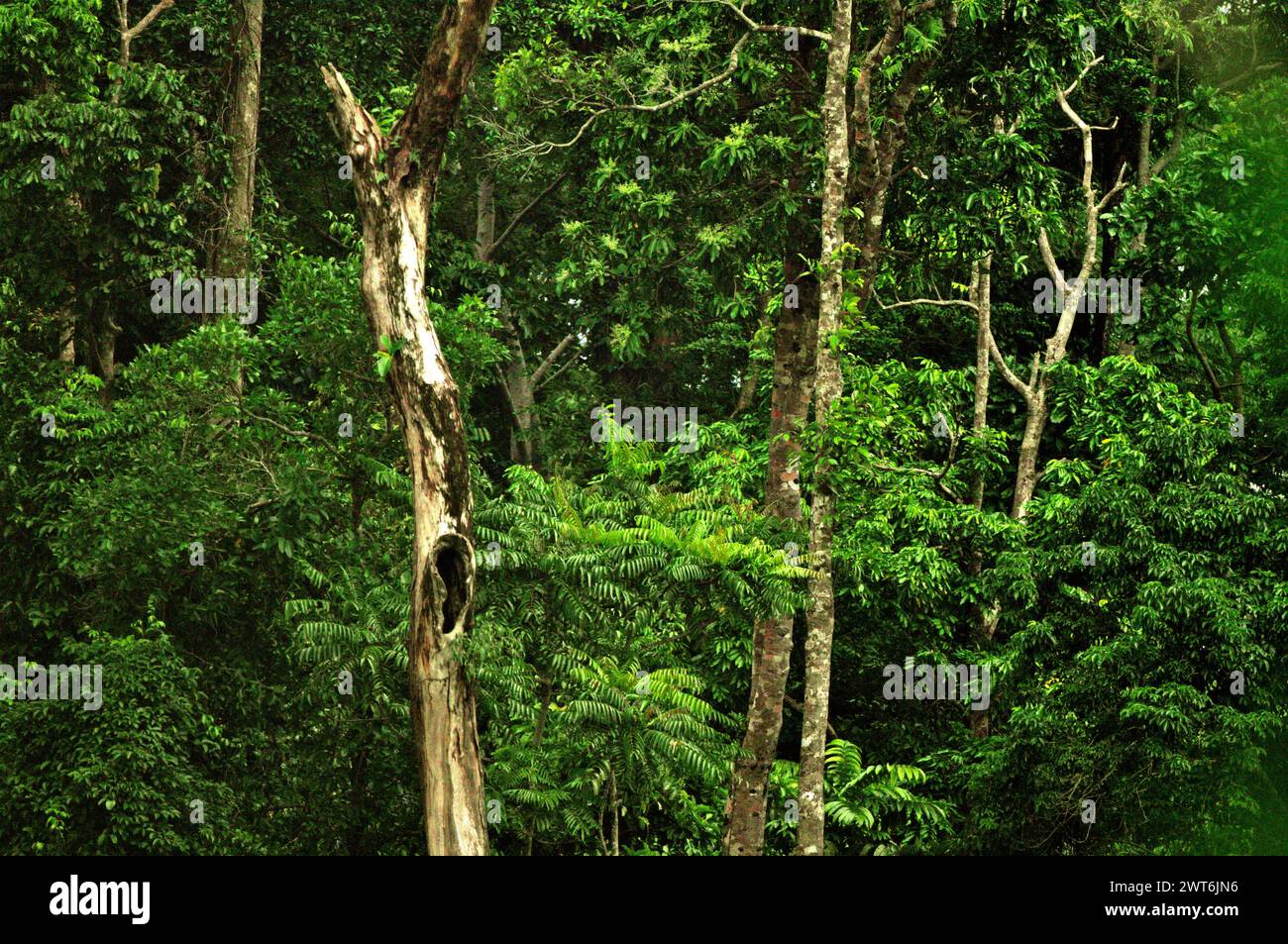 Rising up trunk rainforest tree hi-res stock photography and images - Alamy