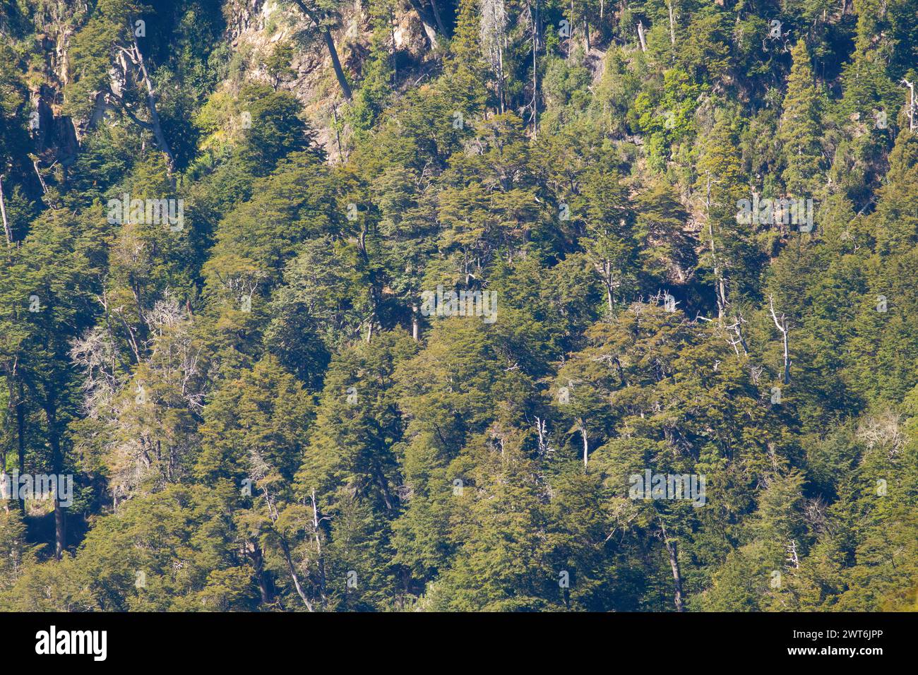 Many green natural trees of a forest in a hill illuminated with ...