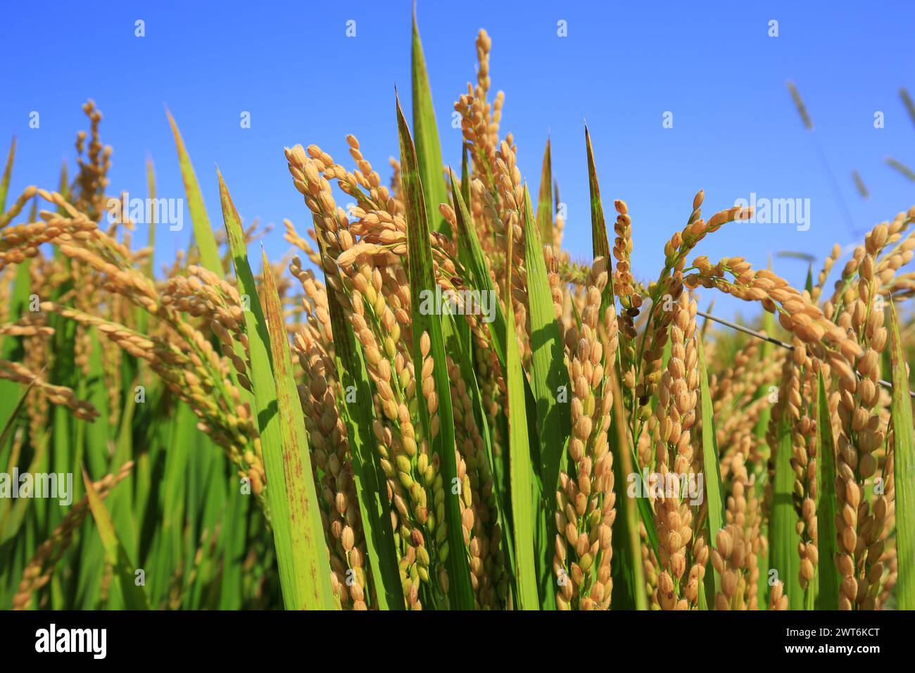 The autumn rice fields Stock Photo - Alamy