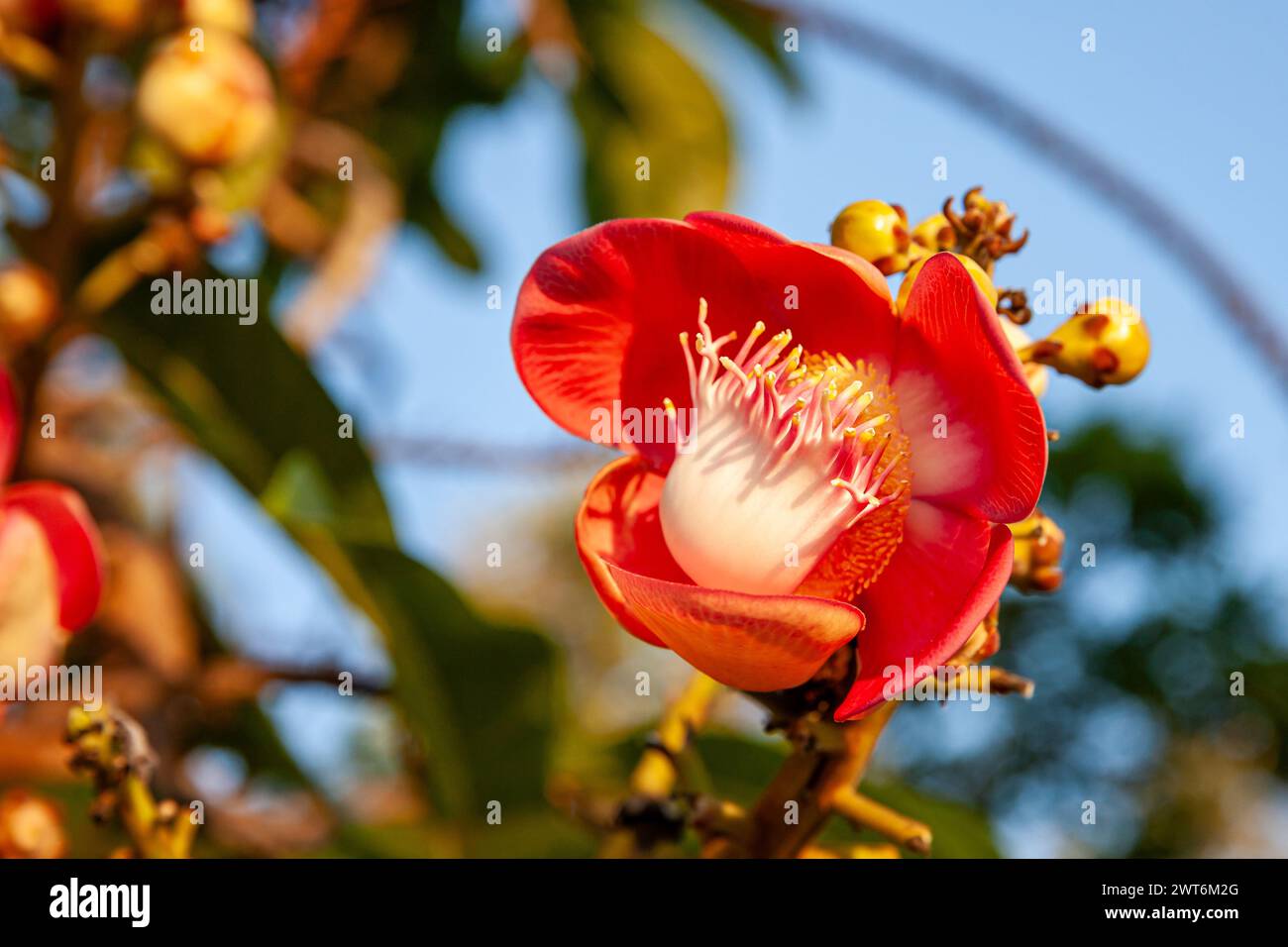 Sri Lanka, Tangalla, Cannonball tree flower, Couroupita guianensis ...