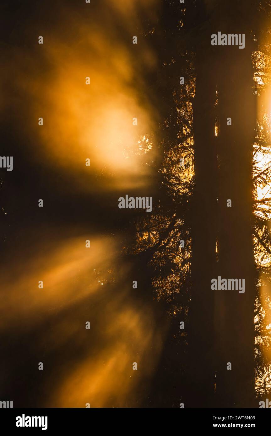 The sun bursts through the dense mist in a Swedish forest, casting ...