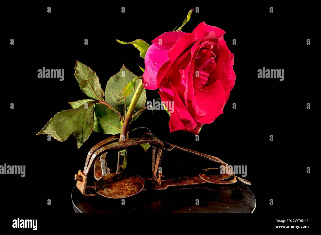 Creative still life with beautiful red rose in an old rusty mousetrap ...