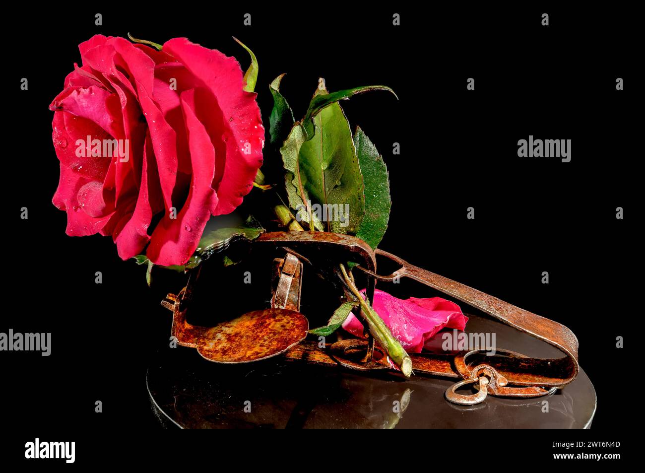 Creative still life with beautiful red rose in an old rusty mousetrap ...