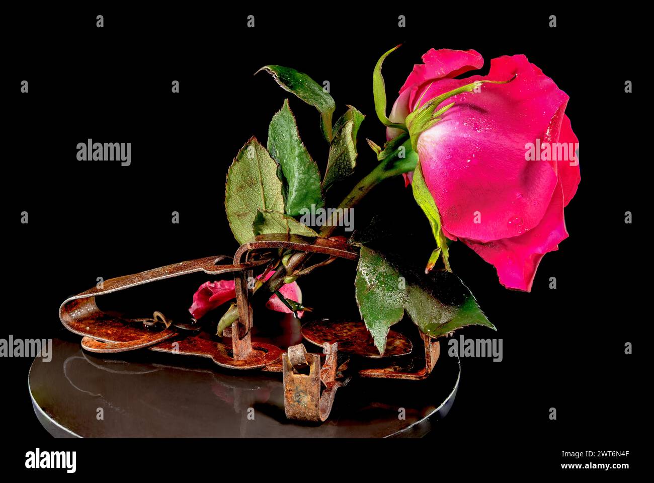 Creative still life with beautiful red rose in an old rusty mousetrap ...