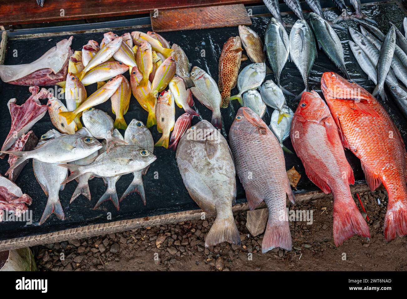 Sri Lanka, Galle, Fresh fish, just caught Stock Photo - Alamy