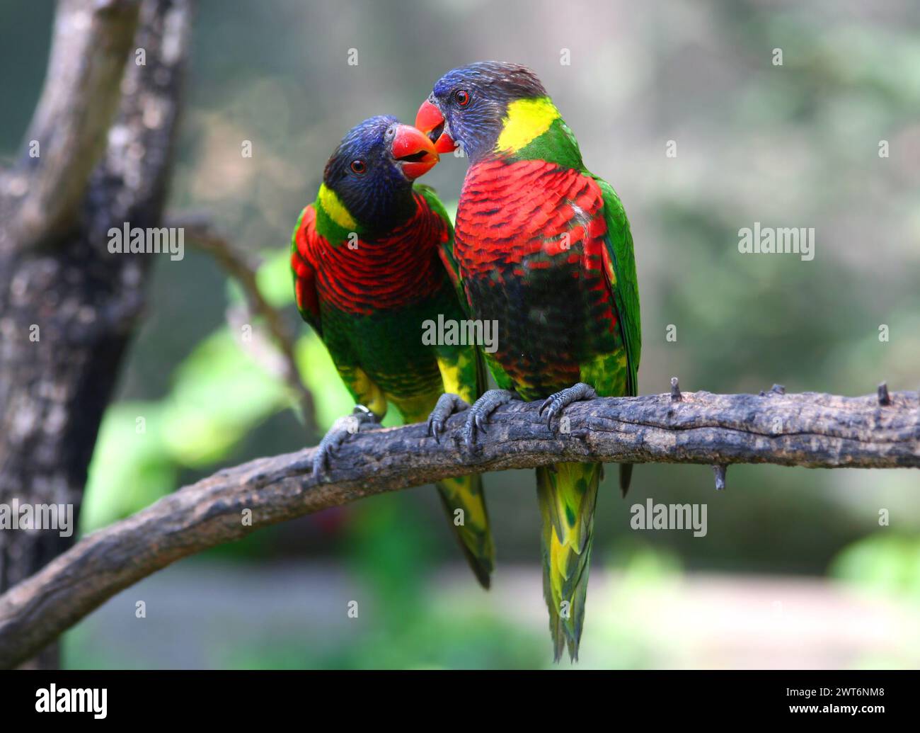 Rainbow Parakeet Couple on Tree Branch at The Zoo Stock Photo - Alamy