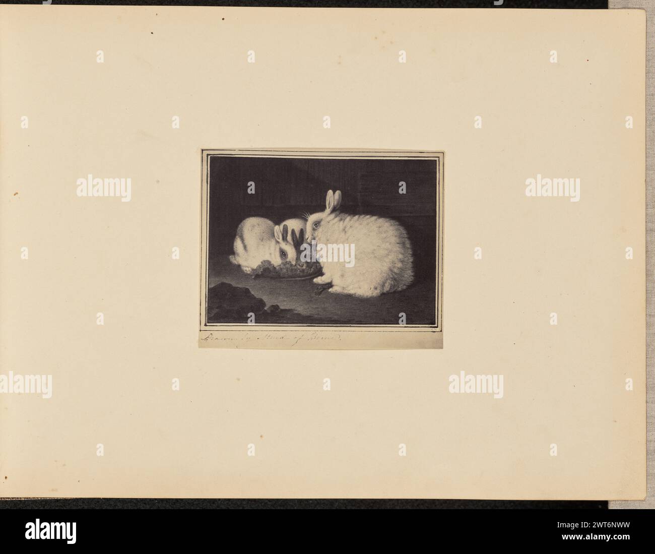 Painting of rabbits. Unknown, photographer about 1860–1880 A photograph ...
