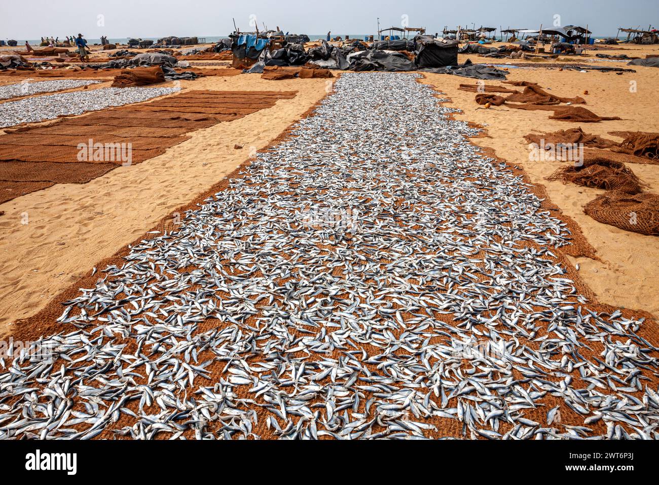 Sri Lanka, Negombo, Drying fish on the beach Stock Photo - Alamy