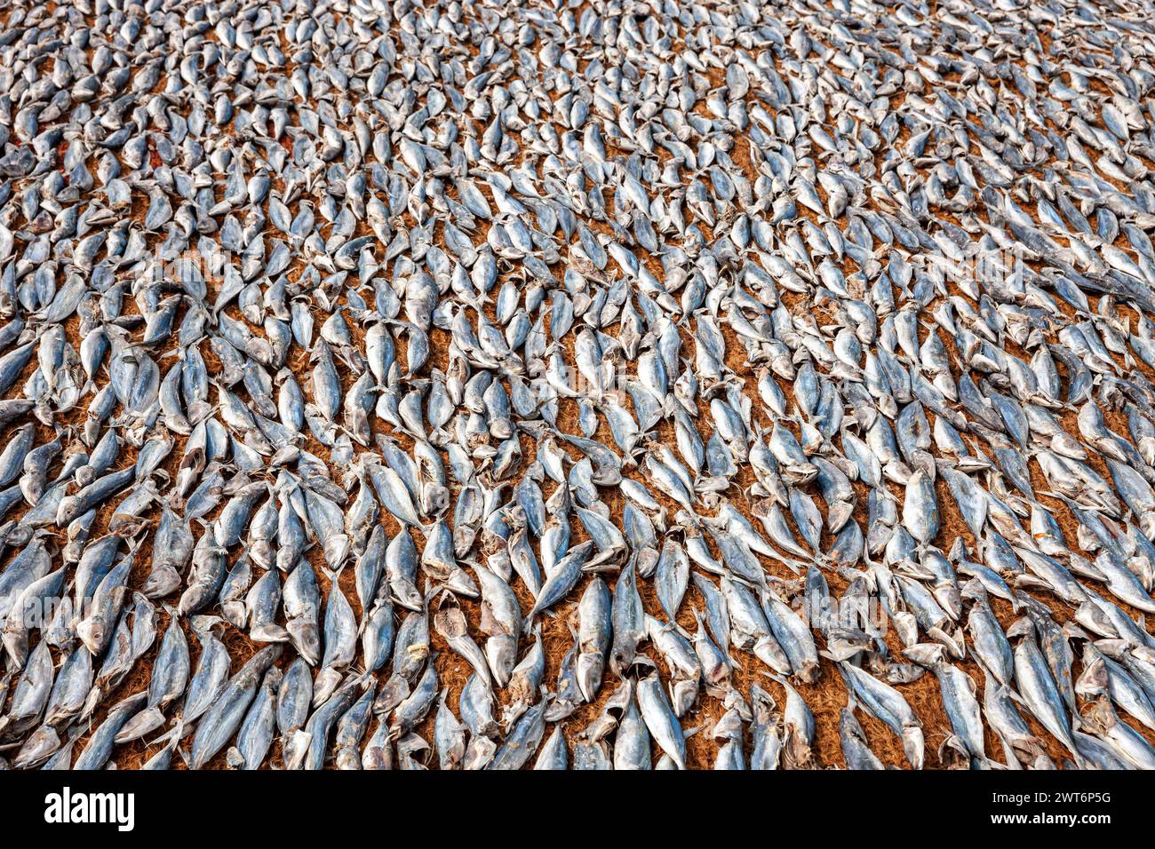 Sri Lanka, Negombo, Drying fish on the beach Stock Photo - Alamy