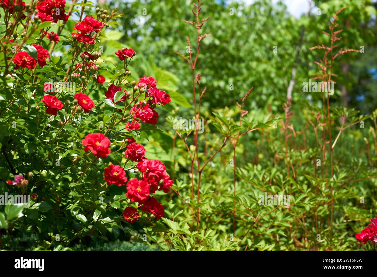 Landscaping, gardening. Red climbing rose bush in a green park Stock ...