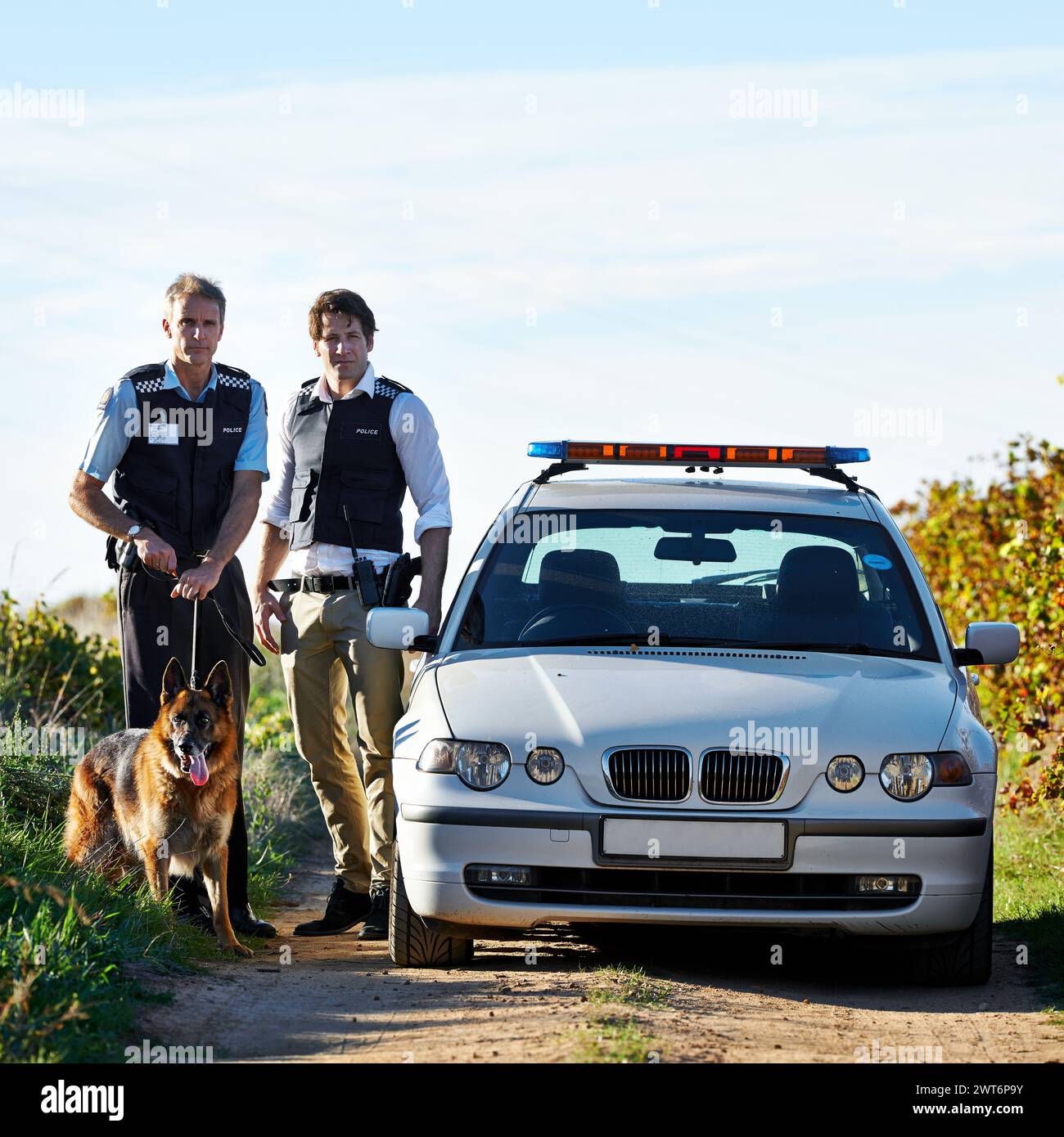 Policeman, dog and car in field to search at crime scene or robbery for ...