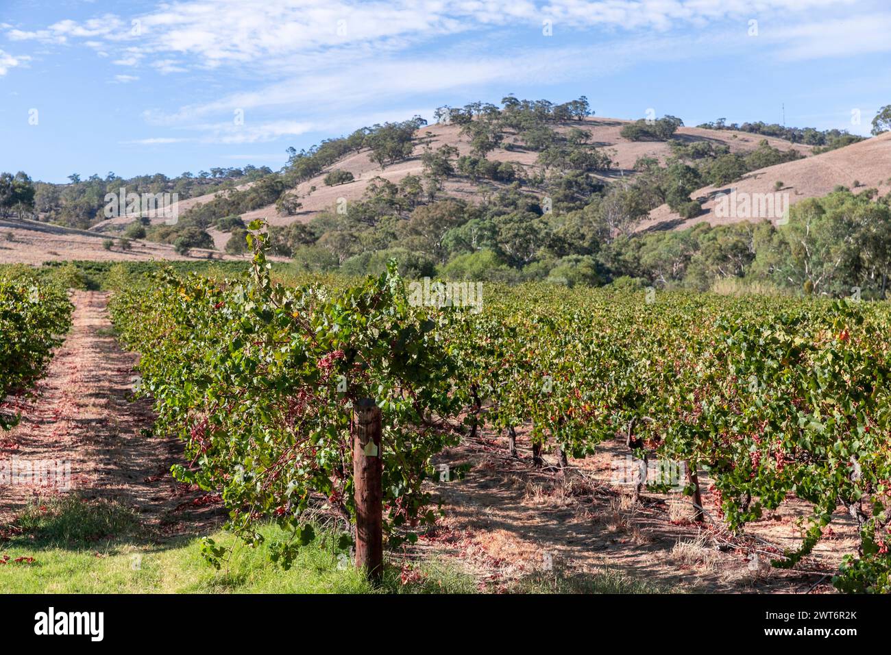 Oldest vines australia hi-res stock photography and images - Alamy