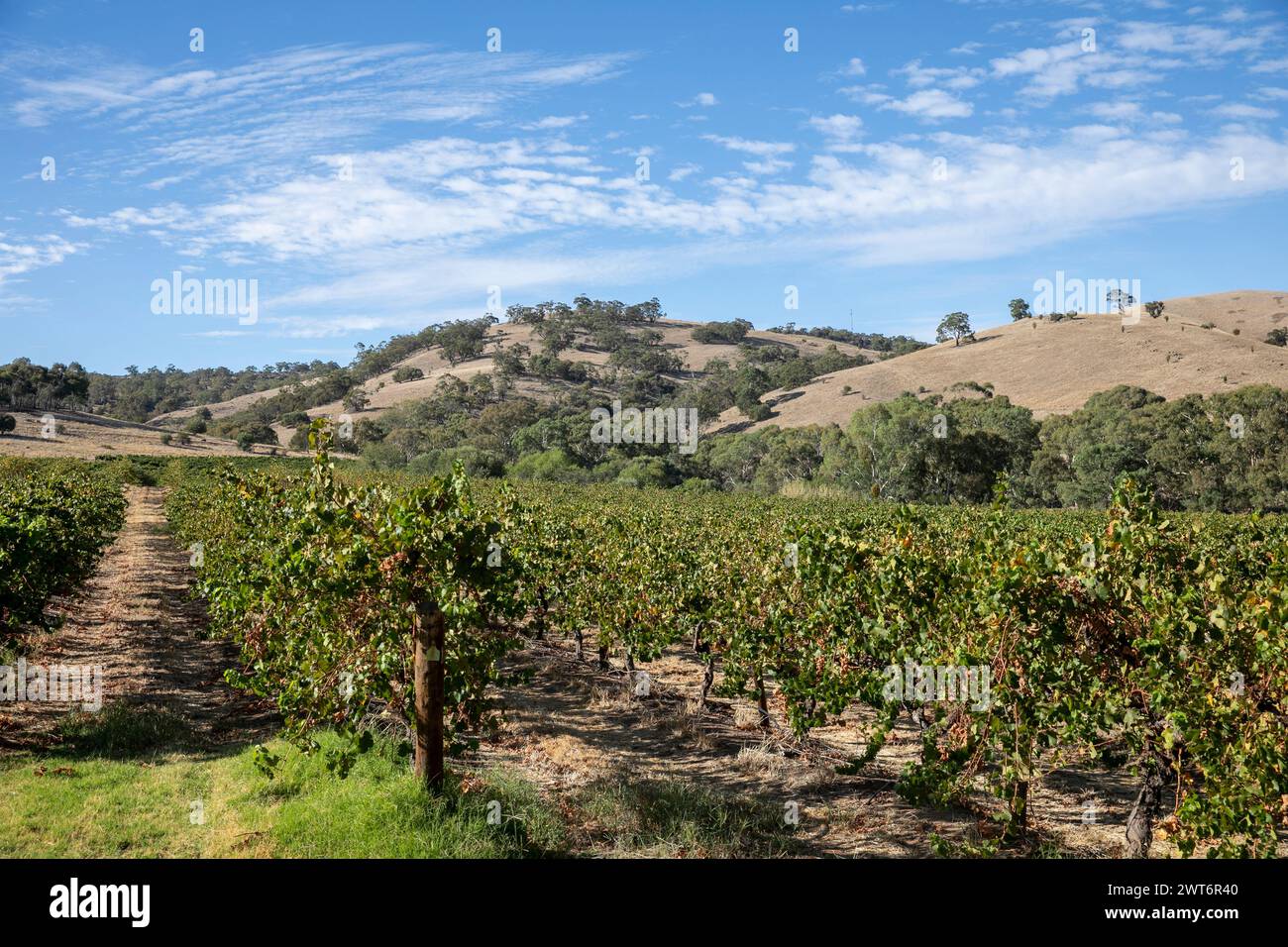 Barossa valley, australian vineyards in autumn 2024, grapevines ...