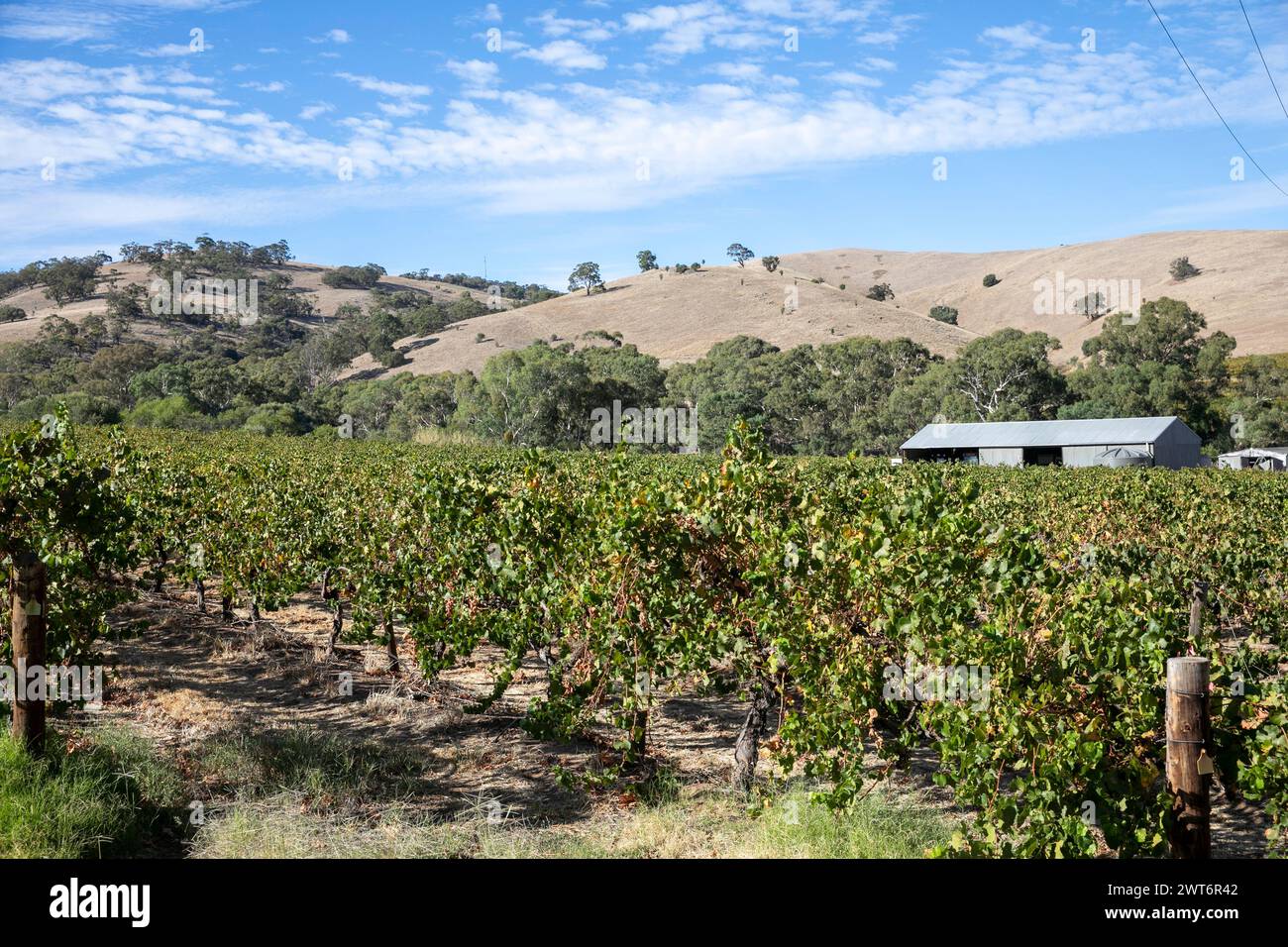 Barossa valley, australian vineyards in autumn 2024, grapevines ...