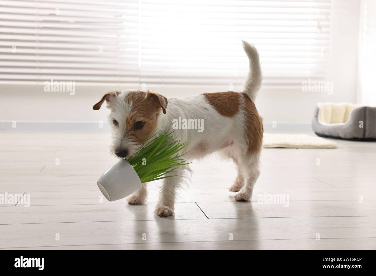Naughty at home hi-res stock photography and images - Alamy