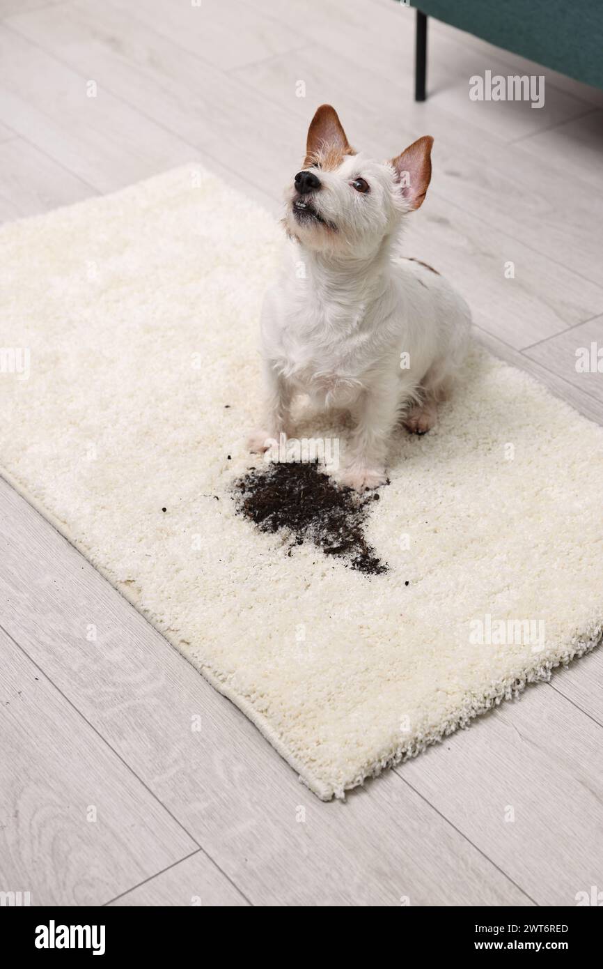 Dog indoors trouble hi-res stock photography and images - Alamy