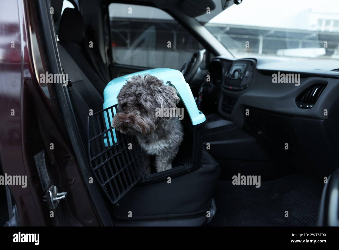 Cute dog in pet carrier travelling by car. Safe transportation Stock ...