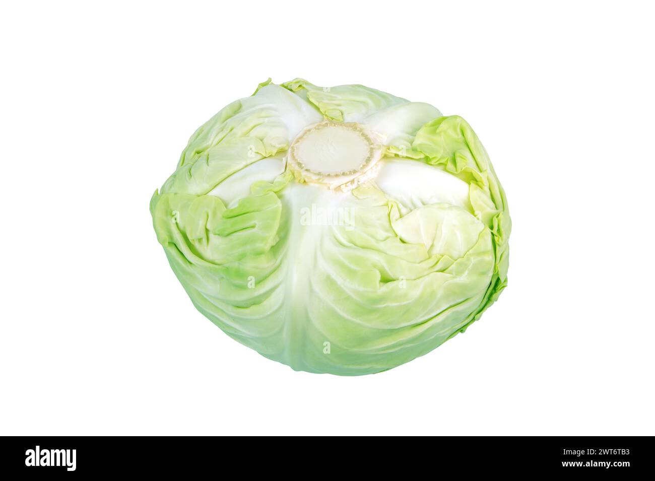 White cabbage head isolated on white. Dutch cabbage vegetable. Brassica ...