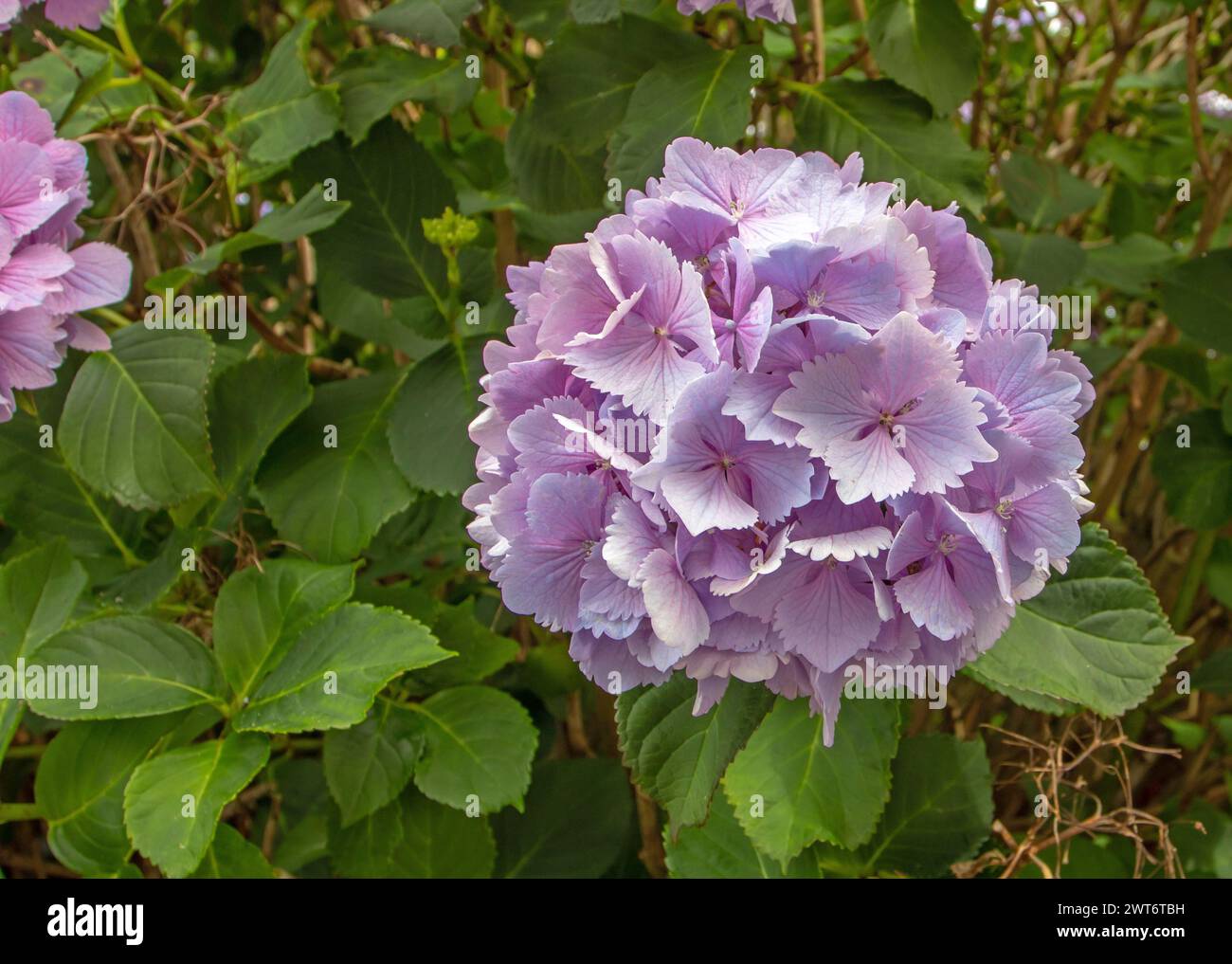 Hortensia flower hi-res stock photography and images - Alamy