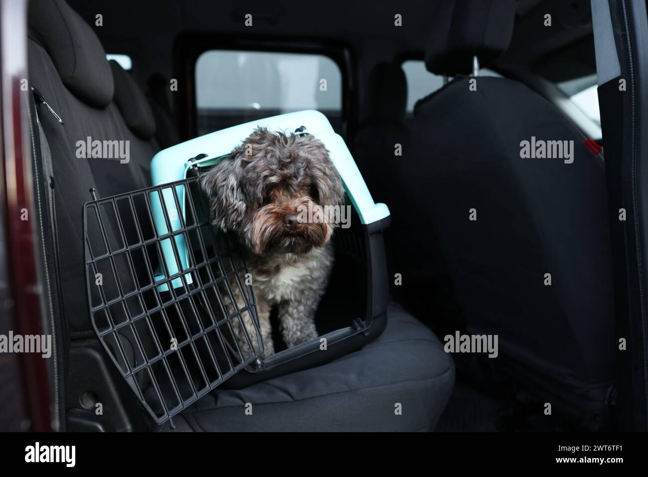 Cute dog in pet carrier travelling by car. Safe transportation Stock ...