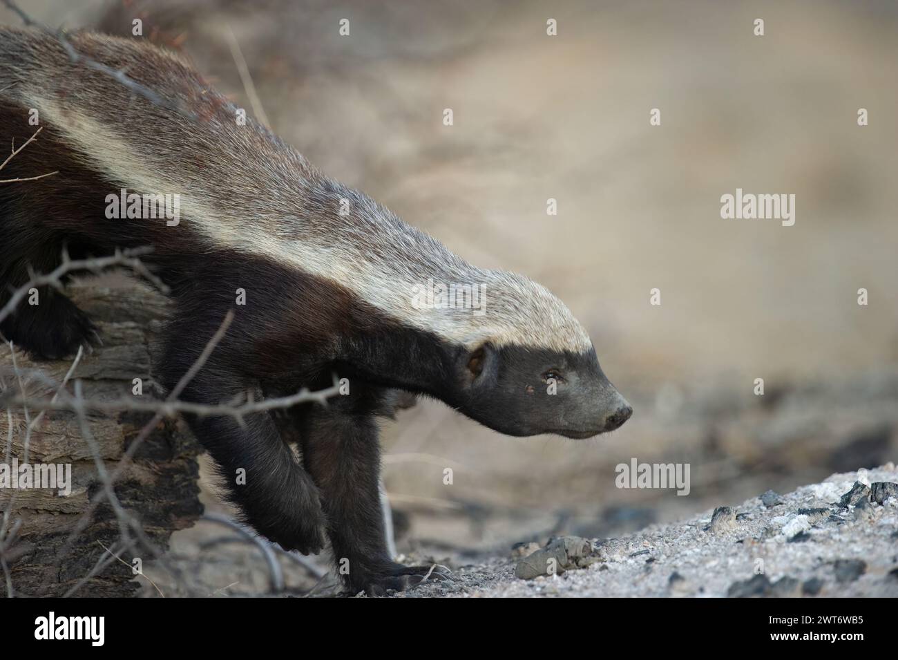 Honey Badger (Mellivora capensis) Kgalagadi Transfrontier Park, South ...