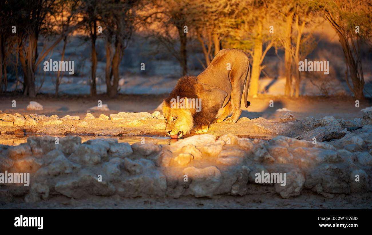 Lion (Panthera leo) Kgalagadi Transfrontier Park, South Africa Stock ...