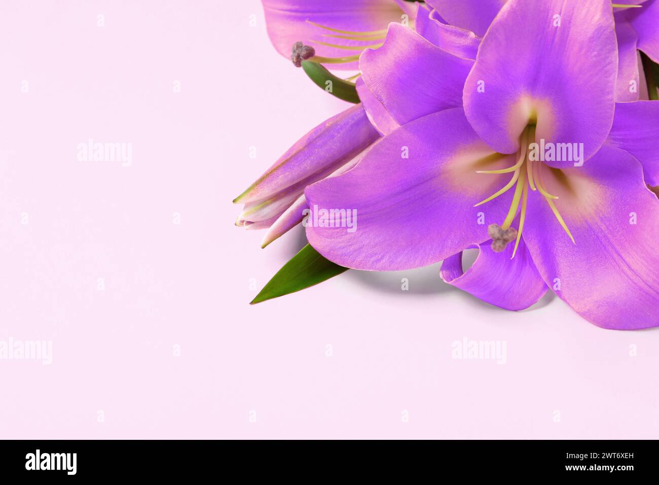 Violet lily flowers on white background. Funeral attributes Stock Photo ...