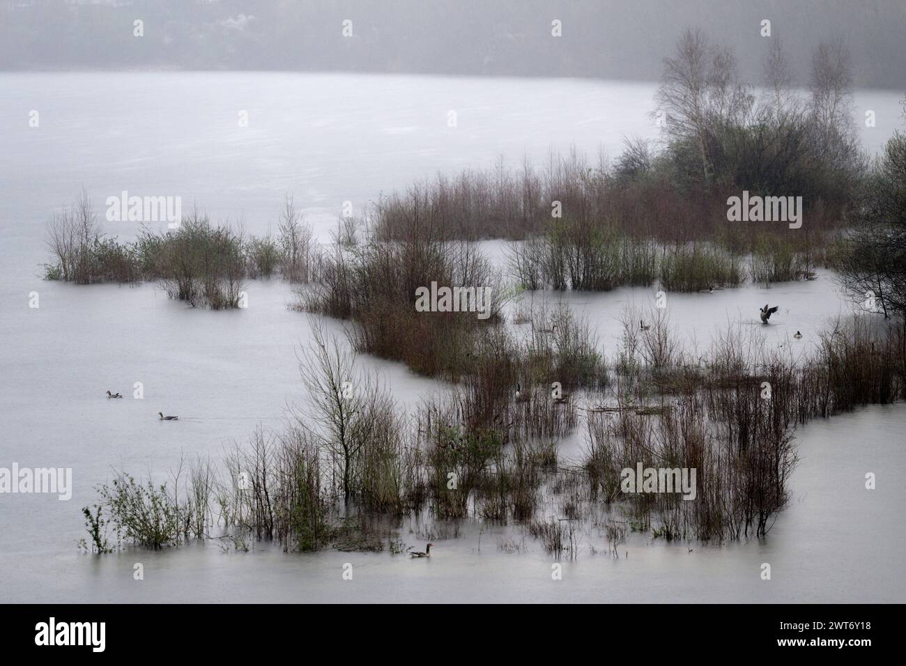 Cologne, Germany. 16th Mar, 2024. Geese swim in the Pescher See in the ...