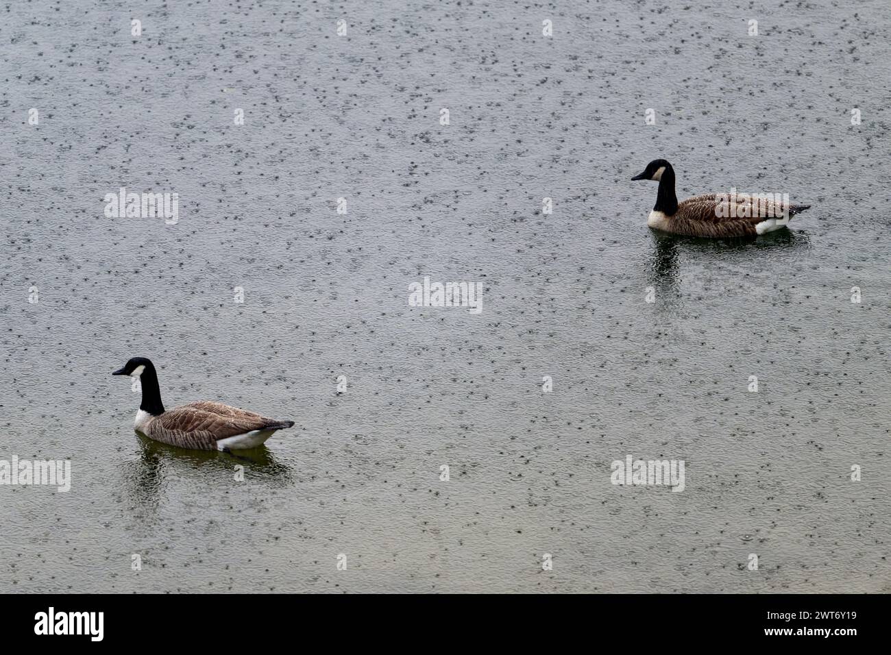 Cologne, Germany. 16th Mar, 2024. Geese swim in the Pescher See in the ...