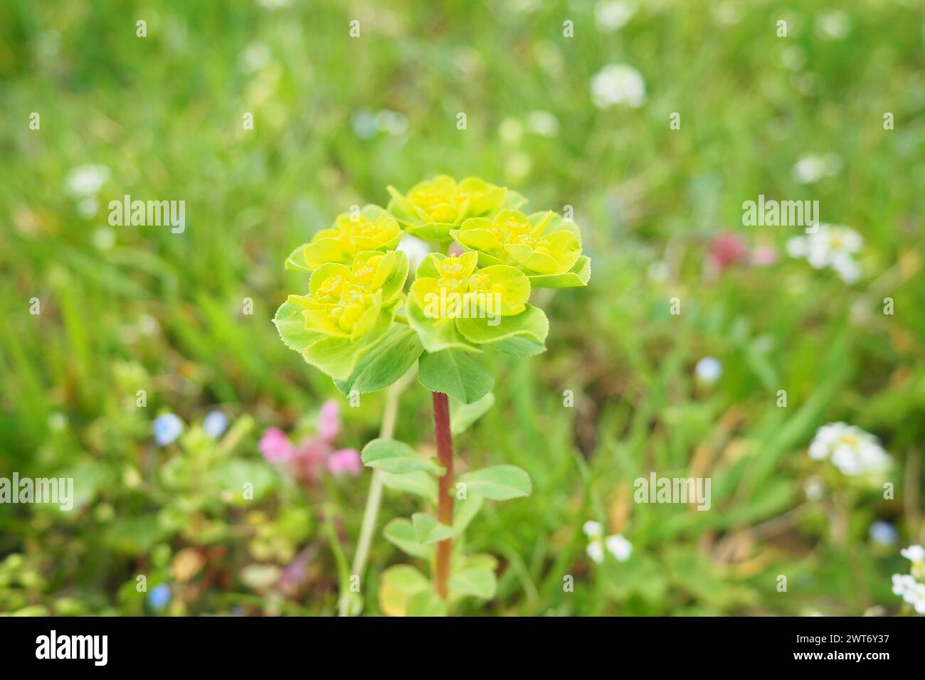 Euphorbia, flowering plant, spurge, Euphorbiaceae. Euphorbia serrata ...