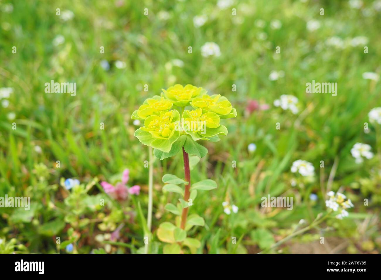 Euphorbia, flowering plant, spurge, Euphorbiaceae. Euphorbia serrata ...