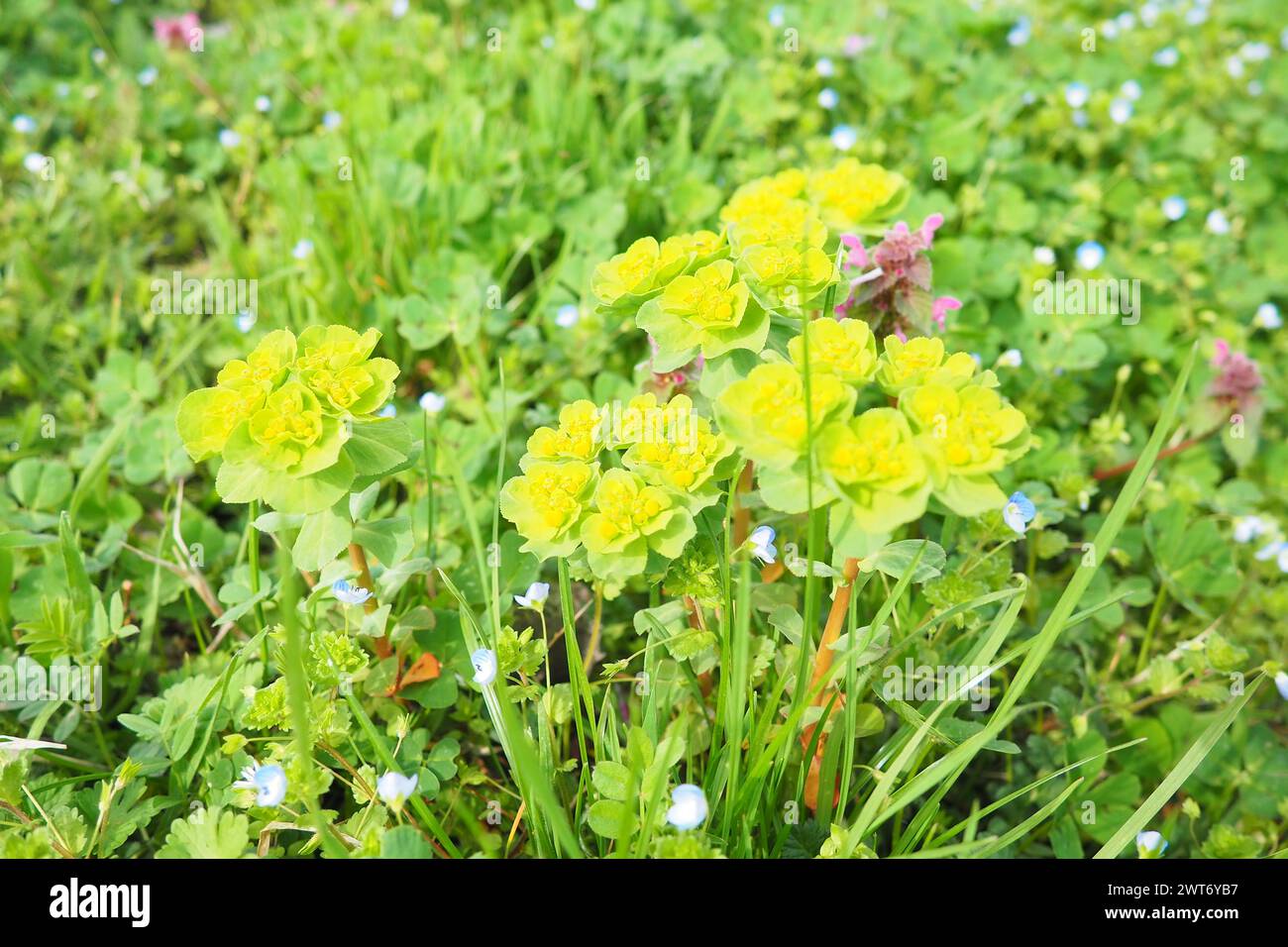Euphorbia, flowering plant, spurge, Euphorbiaceae. Euphorbia serrata ...