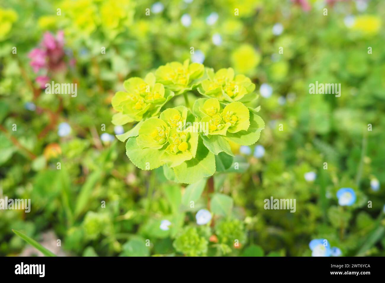 Euphorbia, flowering plant, spurge, Euphorbiaceae. Euphorbia serrata ...