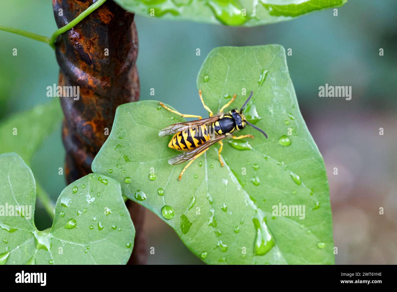 Insect drinks hi-res stock photography and images - Alamy
