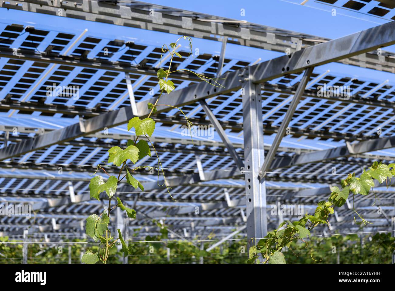 Vine farm solar energy hi-res stock photography and images - Alamy