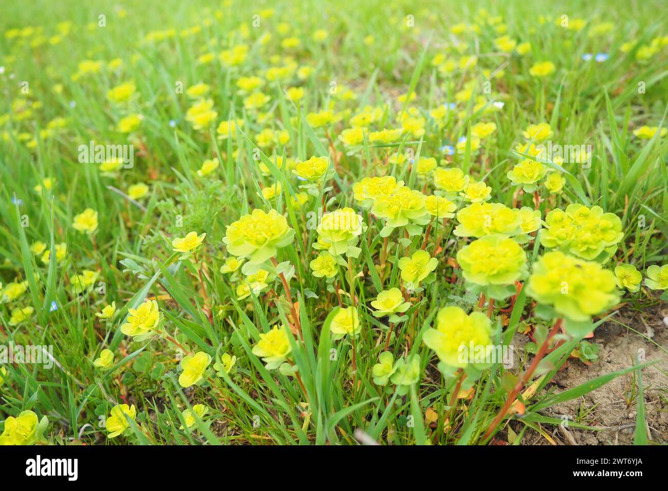 Euphorbia, flowering plant, spurge, Euphorbiaceae. Euphorbia serrata ...