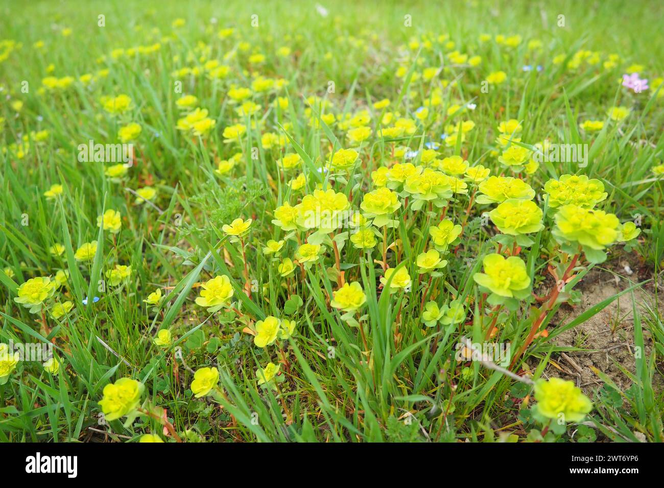 Euphorbia, flowering plant, spurge, Euphorbiaceae. Euphorbia serrata ...